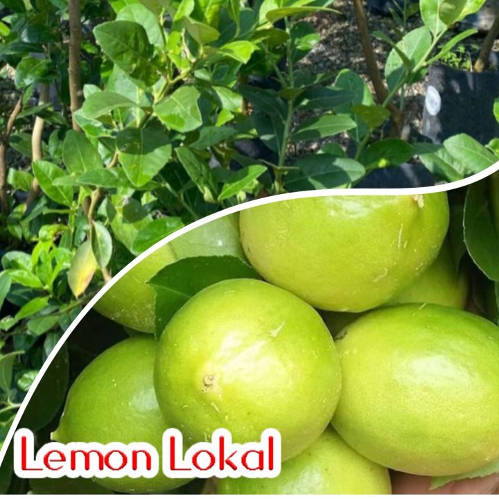 Anak Pokok Lemon Lokal Kawin | Lazada
