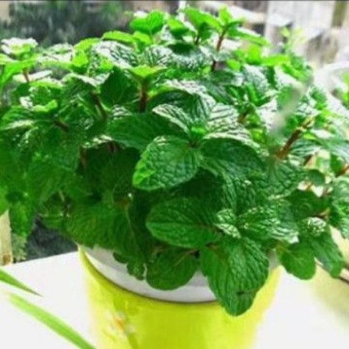 Biji Benih - Pudina | Seed - Edible Mint | 花种子 - 食用薄荷 | Lazada