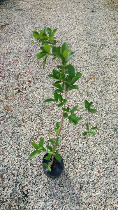 POKOK CERI BARBADOS | Lazada