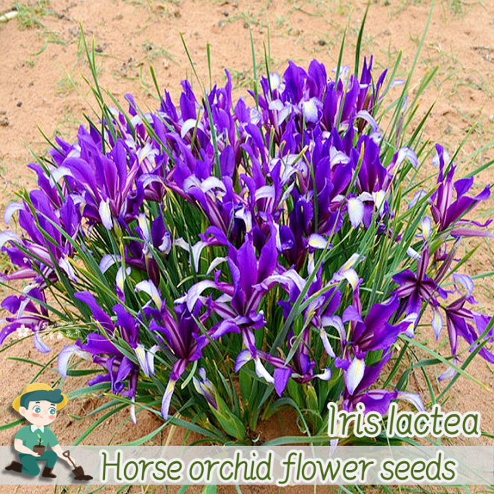 [100% Original Seed] 30pcs Horse Orchid Flower Seeds for Gardening Iris ...