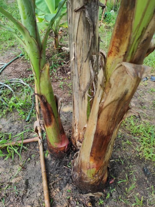 POKOK PISANG NANGKA {SULUR@ANAK} FRESH DARI LADANG | Lazada