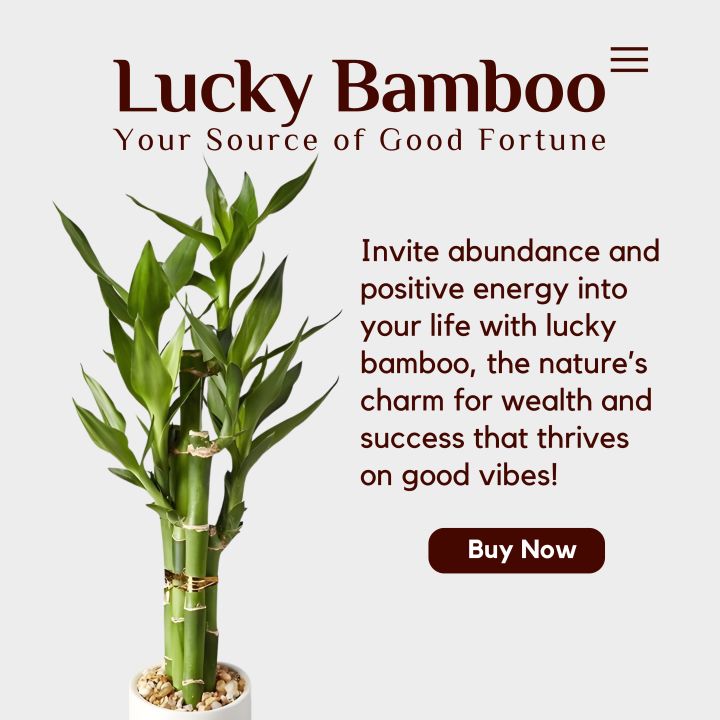 [BUY 10 GET 1 FREE] Lucky Bamboo per piece for wealth and good luck ...