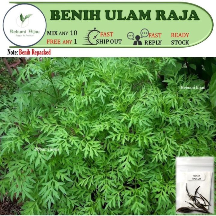 20++ pcs benih ULAM RAJA seeds senang hidup, tabur tepi rumah | Lazada