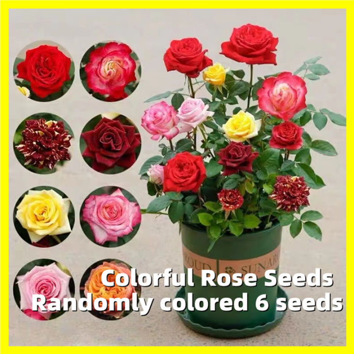 Colorful Rose Seeds - 6 Seeds Benih Bunga Rose Jepun Rose Flower Seeds ...
