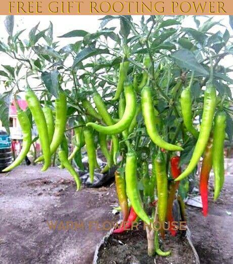 SILI PANIGANG / Siling Haba / Hot Pepper Green / Bicol Express Chili ...