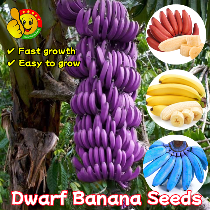 100% Fresh 50pcs Seeds Delicious Dwarf Banana Fruit Seeds Easy To Grow ...