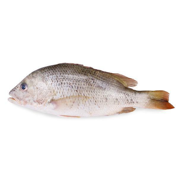 [Fresh] Ikan Jenahak (1kg) | Lazada