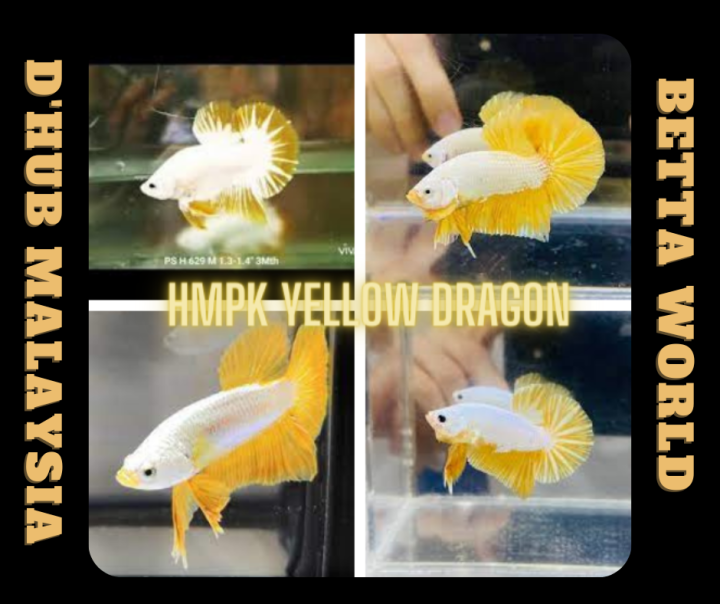 D'HUB HMPK Yellow Dragon Betta Fish / Ikan Laga HMPK Yellow Dragon | Lazada