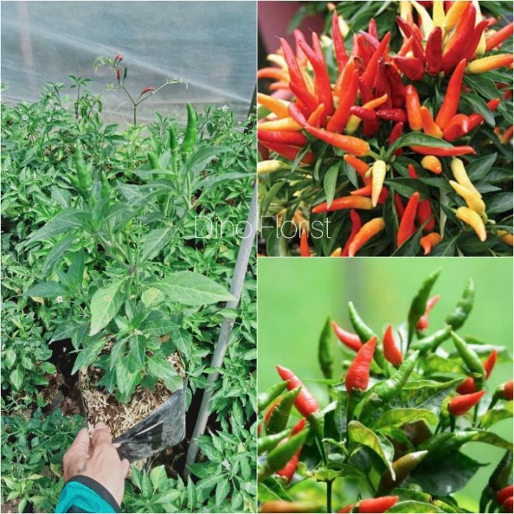 Bibit Tanaman Cabe Rawit Hijau / Cabai / Lombok Lalap - Rempah Rempah ...