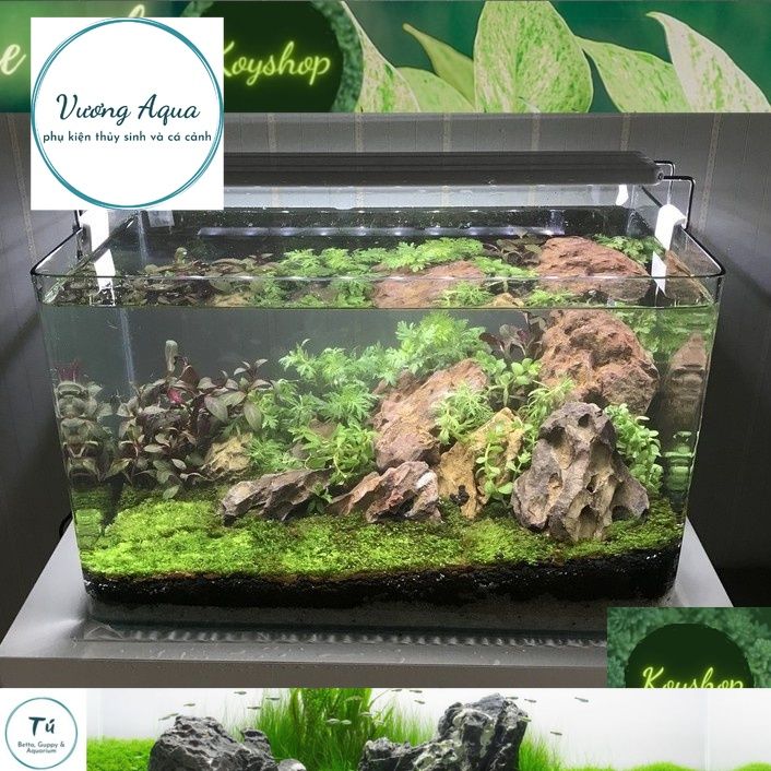 VươngAqua- Bể Cá Mini -Hồ Kính Đúc Uốn cong 2 góc Kích thước: 60x33x36 ...