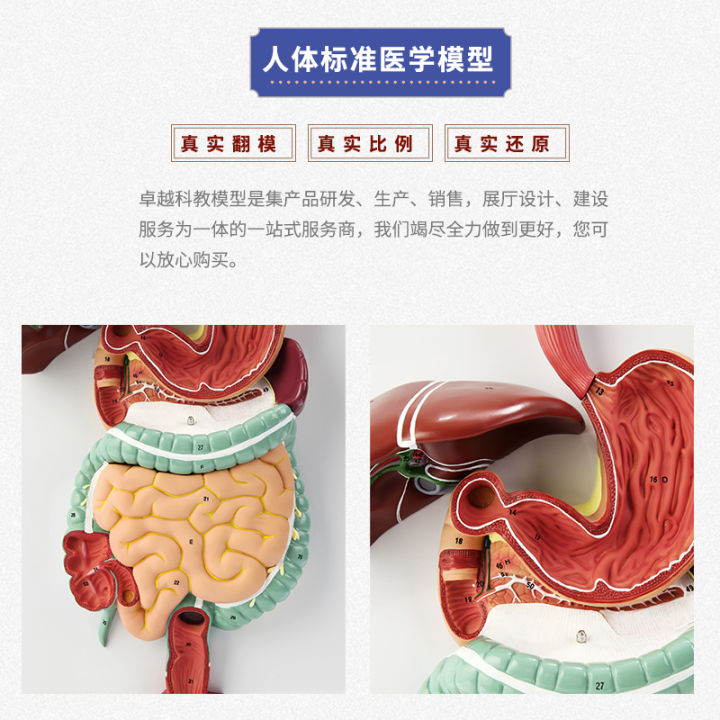 Human digestive system model digestive tract and stomach coronal ...