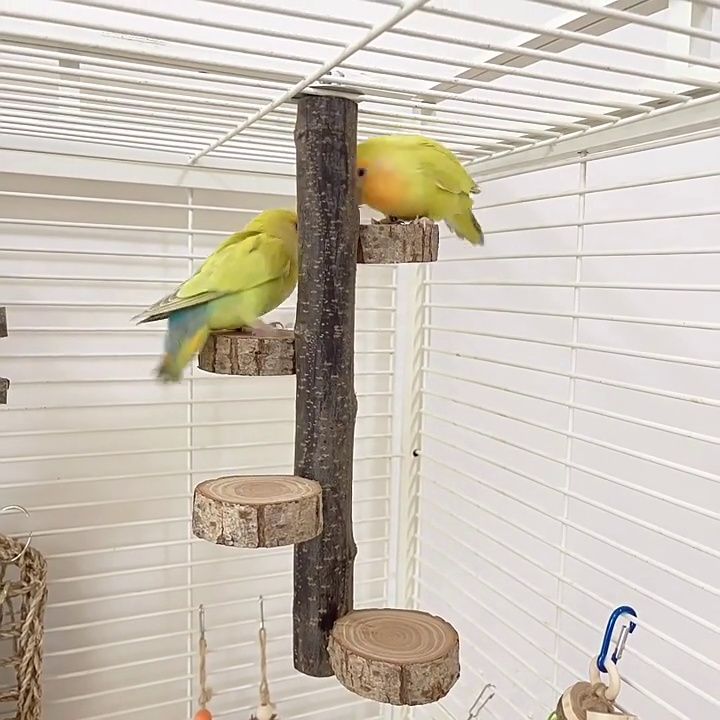 FunsLane Bird Perch Stand Toy Hanging Multi Stand Perch Natural Wood ...