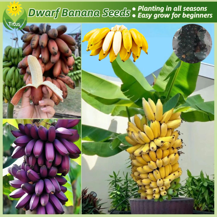 100% Legit Fresh Mixed Dwarf Banana Seeds Organic Fruit Seeds for ...