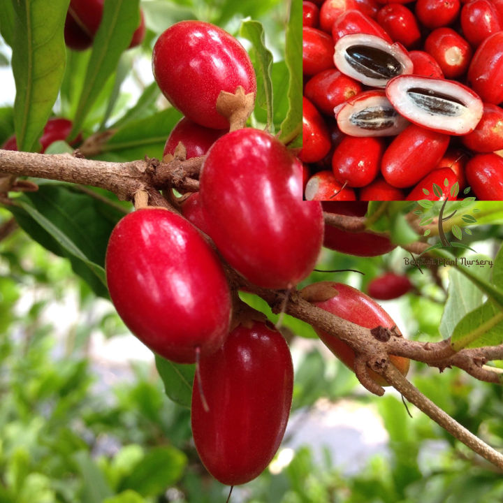 Berjaya Plant Nursery - Pokok Ajaib/Miracle Berry(Pokok Buah Hidup/Buah ...