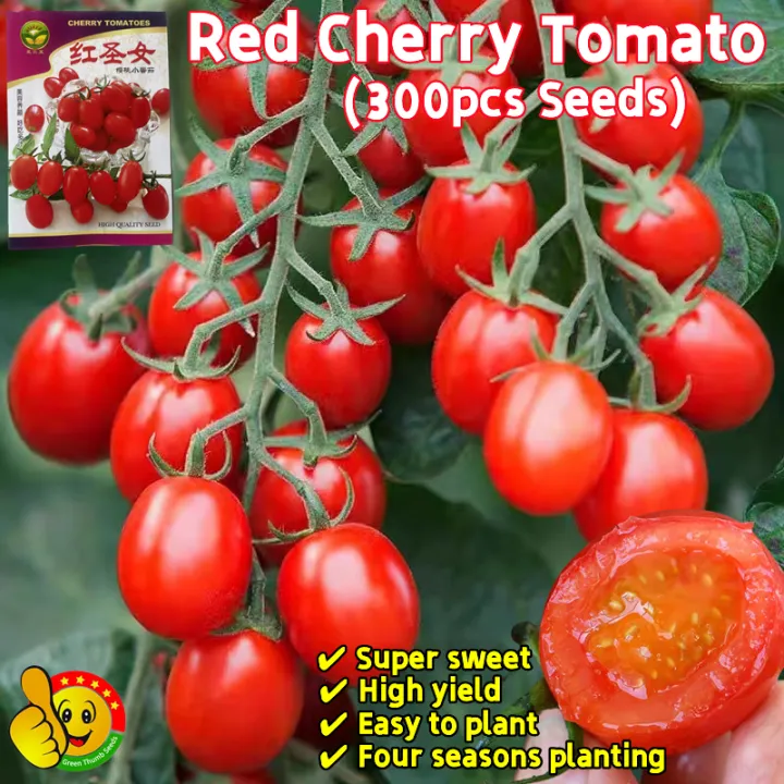 100% Original Red Cherry Tomato Seeds (300pcs Seeds) Biji Benih Tomato Ceri 千禧圣女樱桃小番茄籽 Dwarf ...