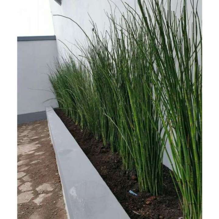 Tanaman hias Bambu Air / Horse's Tail Tanaman Rimbun Siap Tanam ...