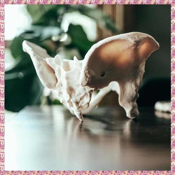 Life Size Female Pelvis Model, Hip Model - Female Anatomy Model, Hip ...