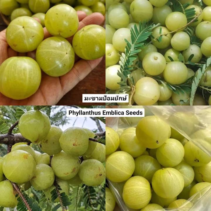 มะขามป้อมยักษ์ เมล็ดพันธุ์มะขามป้อม Phyllanthus Emblica Seeds บรรจุ 4 ...