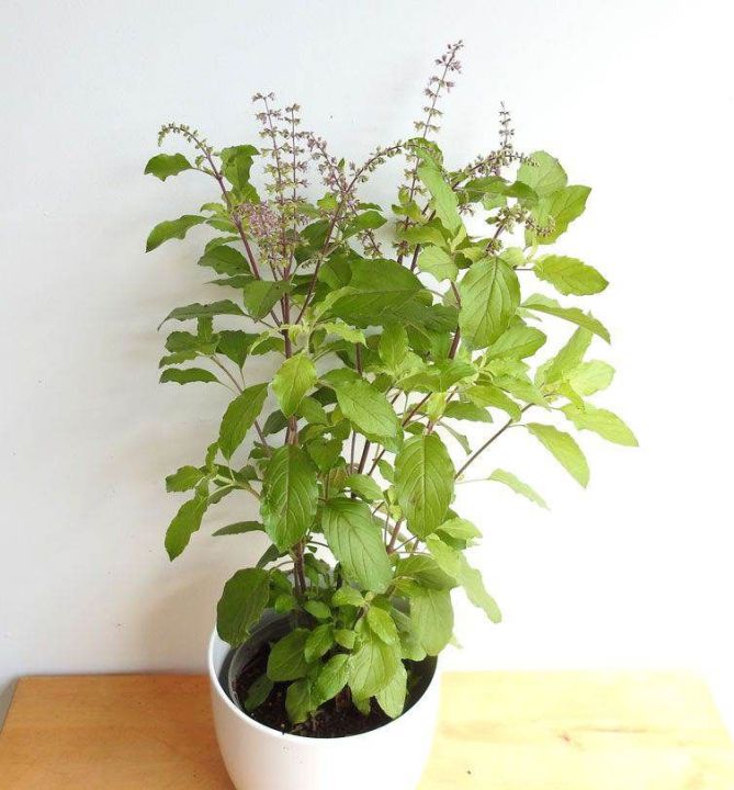 Holy Basil - Free pot (LUZON AREA) TGC | Lazada PH