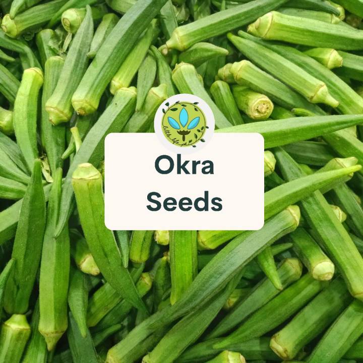 Okra Gulay Vegetable 20 Seeds Outdoor Pot Garden Plant Sale Easy to ...