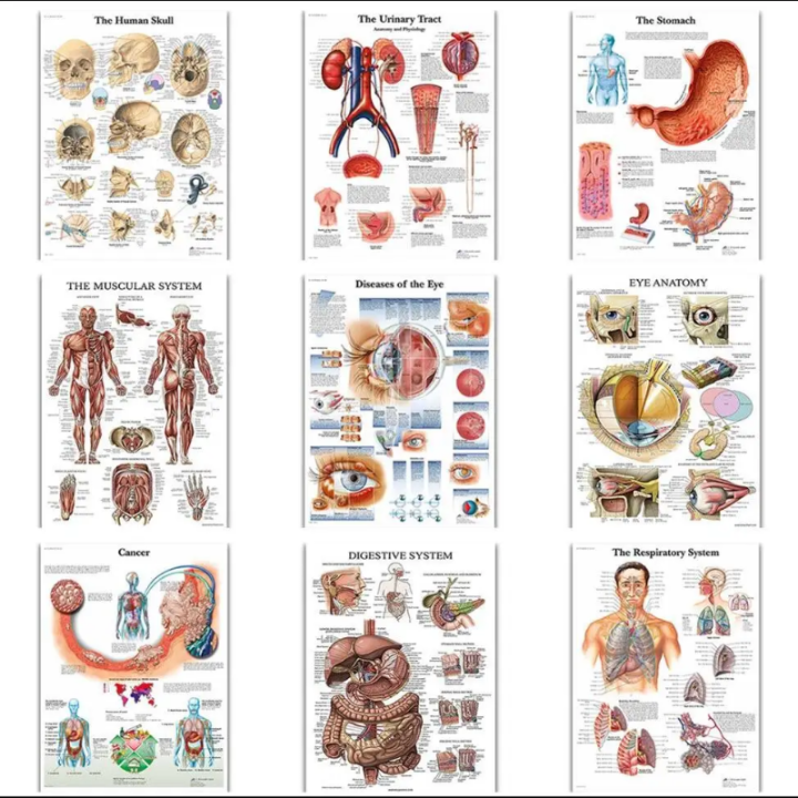 Human Body System Anatomical Charts Posters Medical Education Wall ...