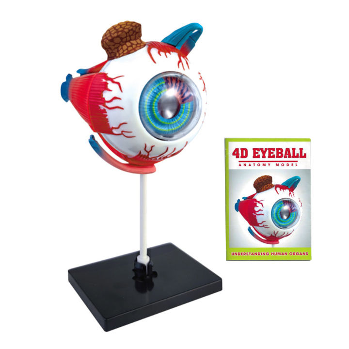 Enjoy toy Eye Structure Model Eye Anatomical Model Anatomical Eye Model ...