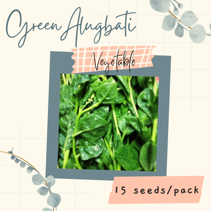 Alugbati GREEN Malabar Spinach Seeds for Planting (15 seeds) GREENS ...