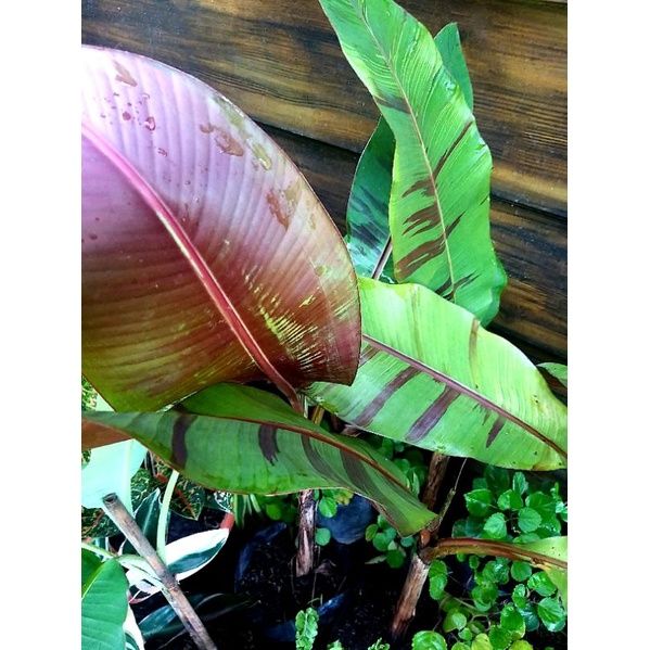 Bloodleaf Blood Banana Zebrina Musa acuminata sumatrana | Lazada PH