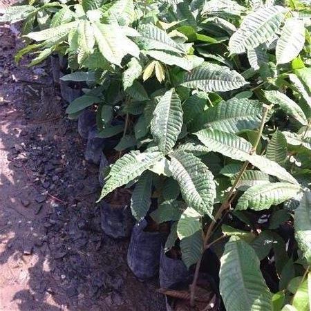 ต้นลำไยคริสตัล crystal longan หอมอร่อย จัดส่งพร้อมถุง 6 นิ้ว ลำต้นสูง ...