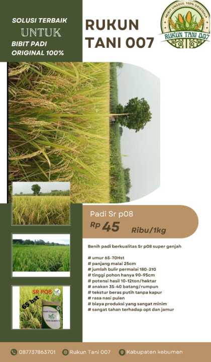 Bibit Benih Padi Sr P08 Super Genjah Original Kemasan 1Kg | Lazada Indonesia