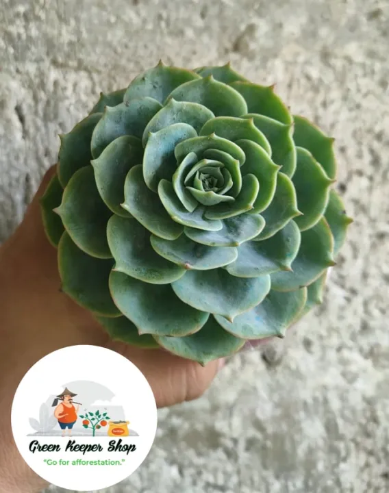 Rose Cabbage ( Cactus and Succulents ) With FREE Plastic Pot , Garden ...
