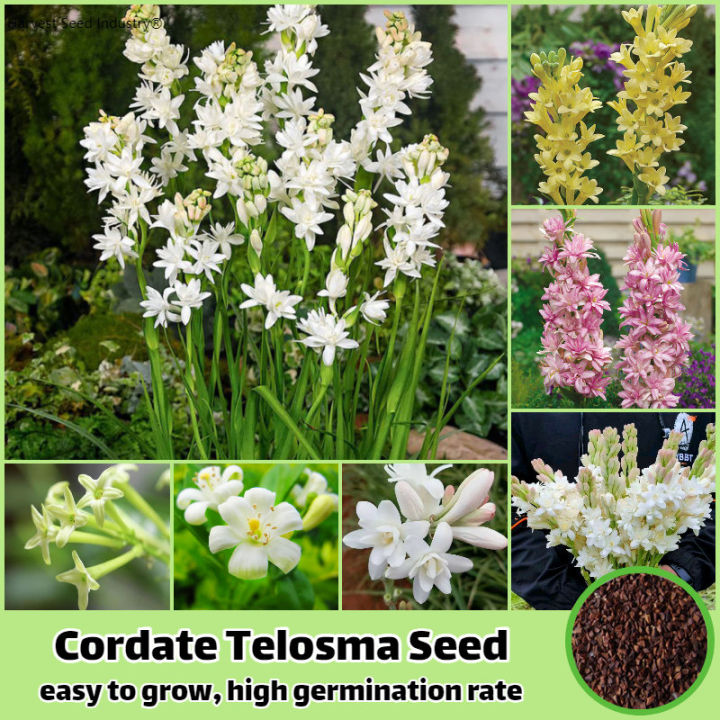 Color Mixing Cordate Telosma Seeds for Planting (300pcs/bag) Ornamental ...