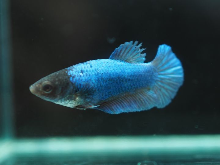 HM / HMPK Fancy FCCP Copper Female Betta | Lazada