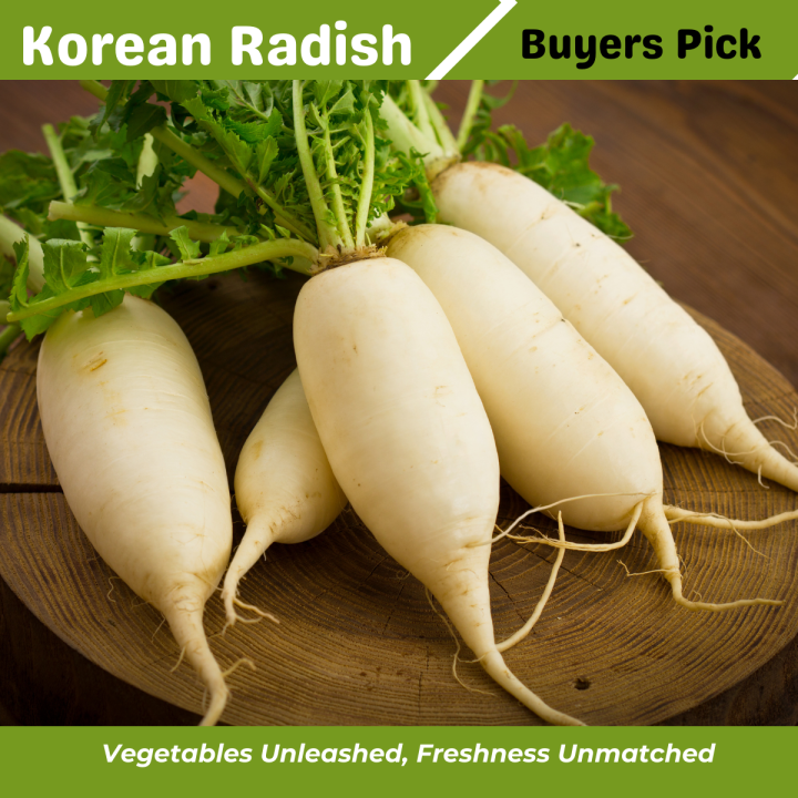 1Kg Benguet Fresh Korean Radish Vegetables | Lazada PH