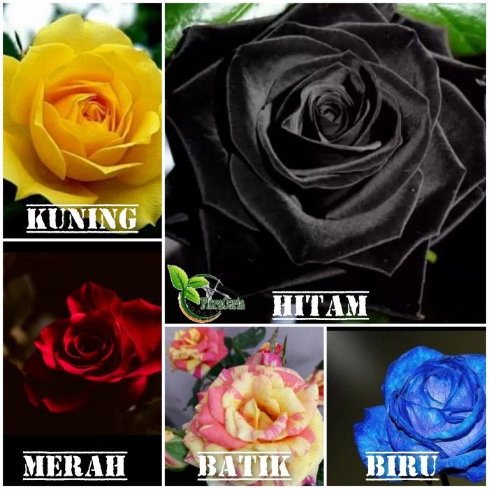 Paket 5 Bibit Bunga Mawar - Pohon Bunga Mawar RNM | Lazada Indonesia