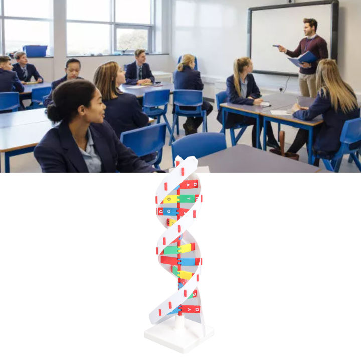 DNA Model Kit Easy Assemble Human DNA Model Toy Double Spiral for ...