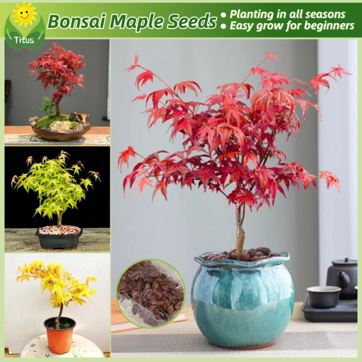 [Easy To Grow In Malaysia] Rare Japanese Maple Tree Plant Bonsai Seeds ...