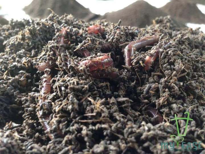 25KG+ VERMICOMPOST BAJA CACING ORGANIK (100% PURE VERMICAST) 蚯蚓有机肥料蚯蚓粪 ...