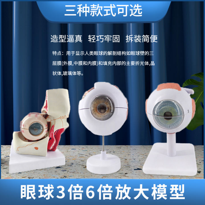 Human eyeball simulation model fake eye acupoint amplification anatomy ...