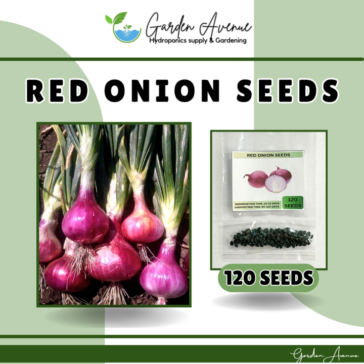 RED ONION SEEDS (120pcs seed)- Red Colorado/HIGH YIELD/HYBRID | Lazada PH