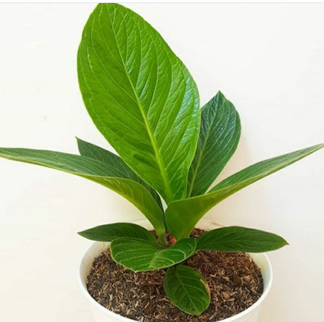 anthurium jemani cobra | Lazada Indonesia