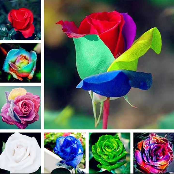 [Fast Germination] Rainbow Rose Flower Seed for Sale (Mixed Colors 100 ...