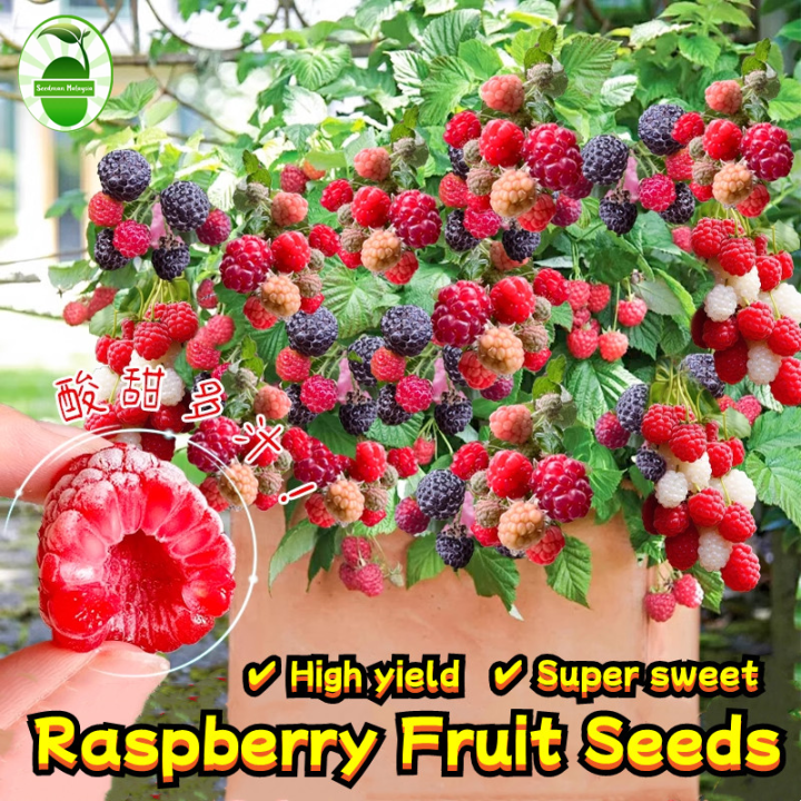 Dwarf Raspberry Fruit Seeds for Sale (1000 pcs/pack) Sweet Raspberry ...