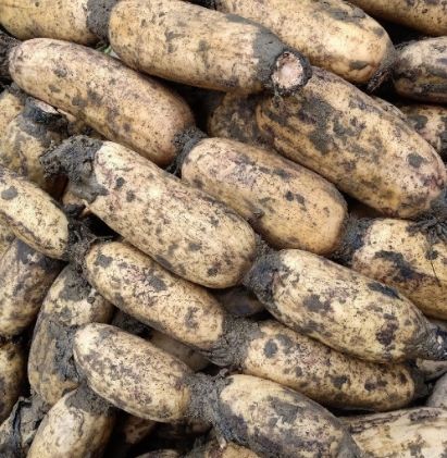 High-yield brittle lotus root seedlings powder lotus root seedlings can ...