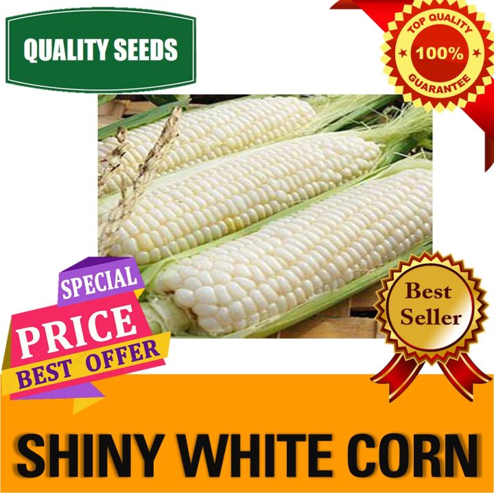 HYBRID CORN SHINY WHITE WAXY CORN- 10 seeds | Lazada PH