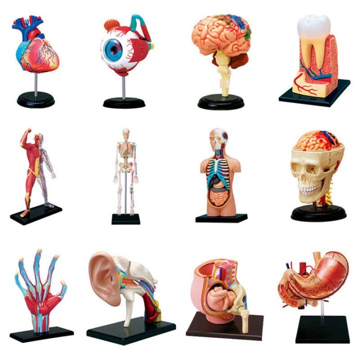 Medical-Torso Human Body Model Removable Parts Education Organs Model ...