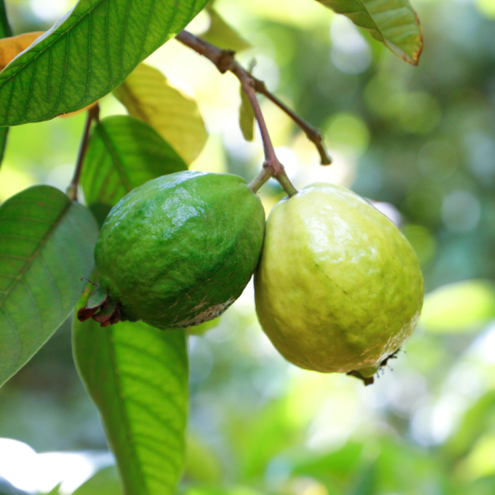 Amrud Allahabadi Guava Seeds - เมล็ดพันธุ์ผลไม้แปลกใหม่ / ปลูกต้นฝรั่ง ...