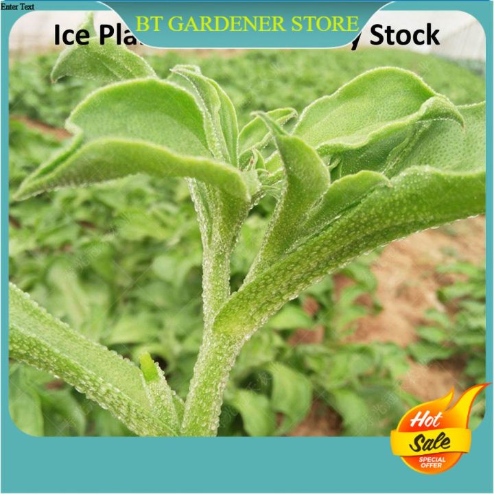10 Pcs Ice Plant Seed / Sayur Ice Plant dari Afrika / 水晶冰菜种子 Ready ...