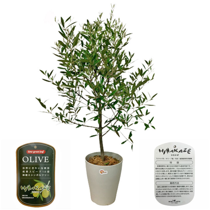 Planteasy880 1-2m JAPAN OLIVE TREE Free Delivery SG | Lazada Singapore
