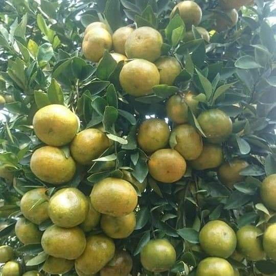 Bibit Jeruk Pontianak Tanaman Buah Jeruk Okulasi Lebih Cepat Berbuah ...